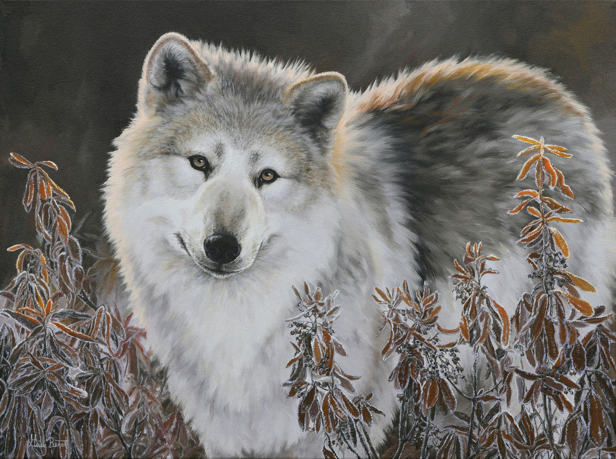 Winnie – Portrait of a Young Wolf – Société Art et Science pour la Nature