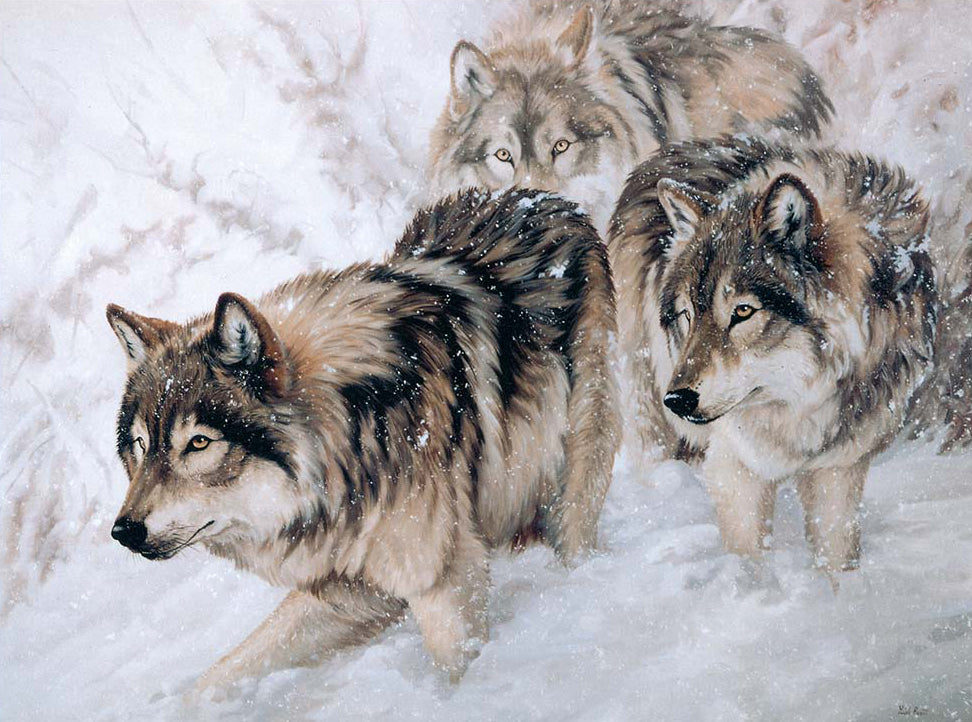 Blizzard – Grey Wolves – Société Art et Science pour la Nature