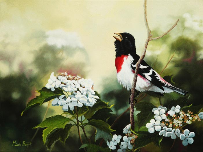 Chant printanier – Cardinal à poitrine rose – Société Art et Science ...