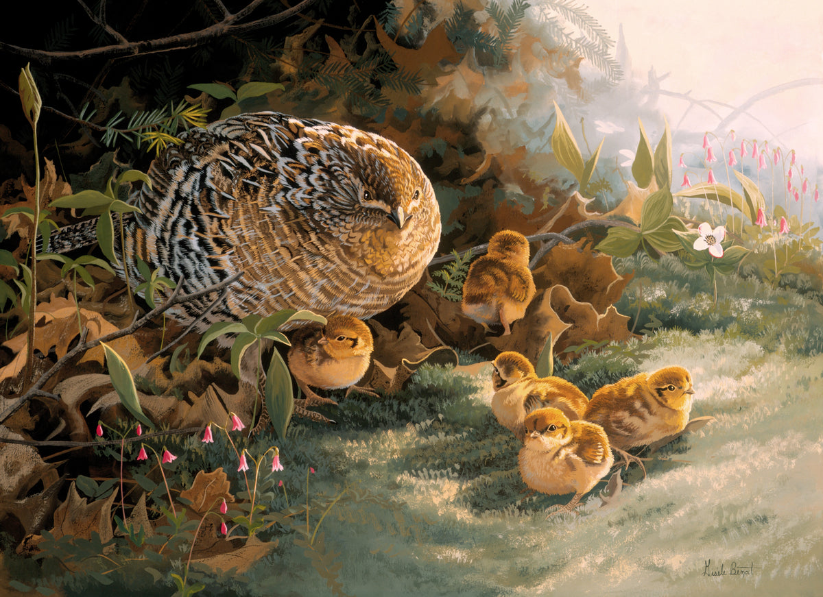 The Brood – Ruffed Grouse and her Chicks – Société Art et Science pour ...