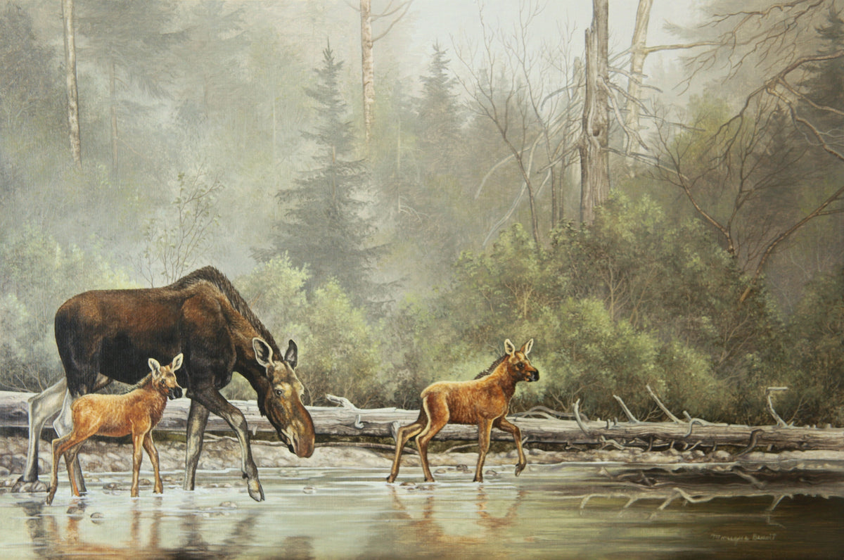 The Twins – Moose – Société Art et Science pour la Nature